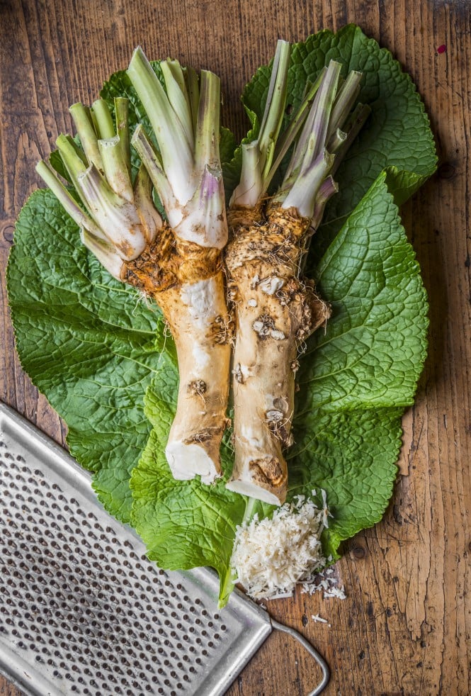 HREN - samosvoja, a koristna korenina | SPAR SI