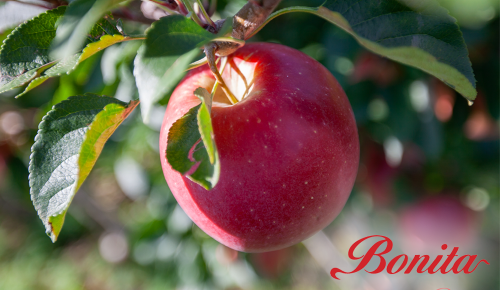 Slovenska jabolka | SPAR SI